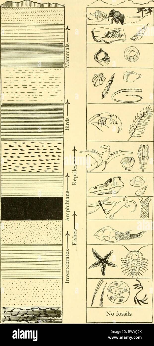 Elementary biology; an introduction to Stock Photo - Alamy