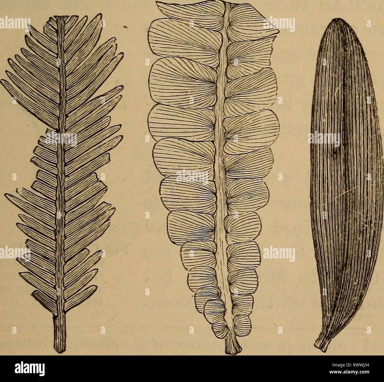 Elements of geology a Stock Photo - Alamy