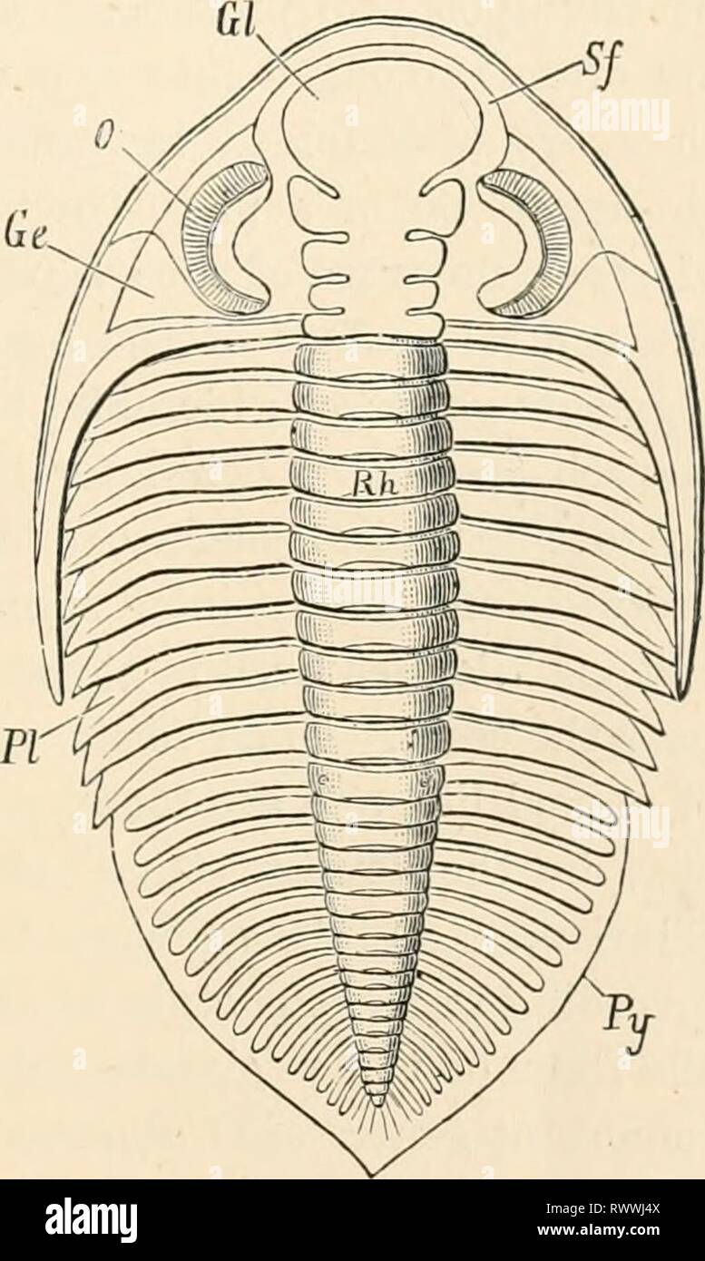 Trilobites illustration hi-res stock photography and images - Alamy
