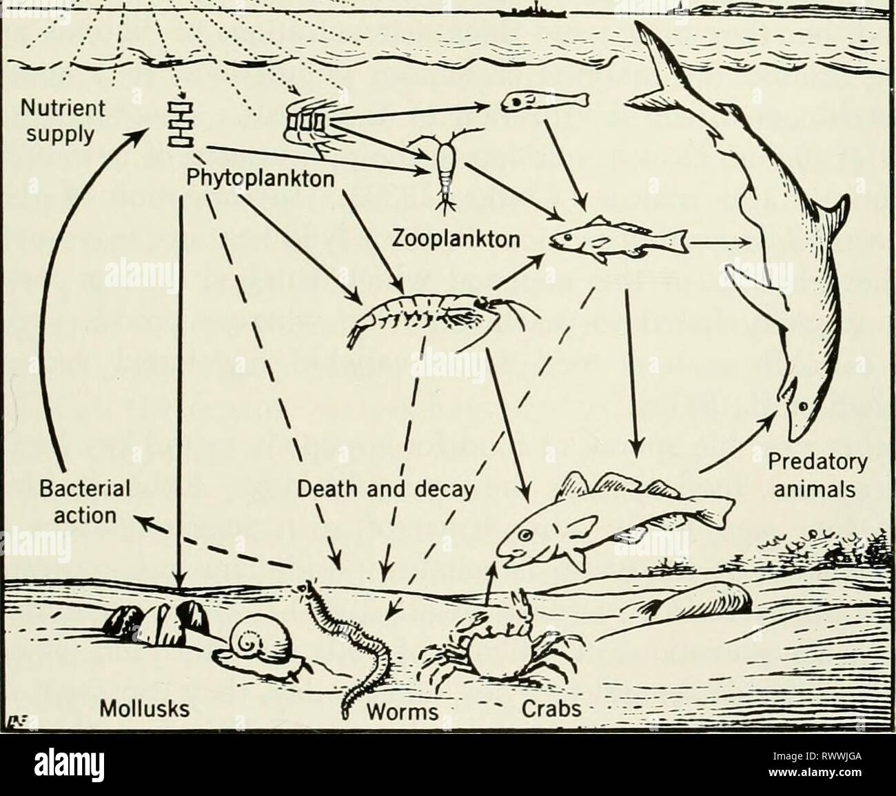 Elements of ecology (1954 Stock Photo - Alamy