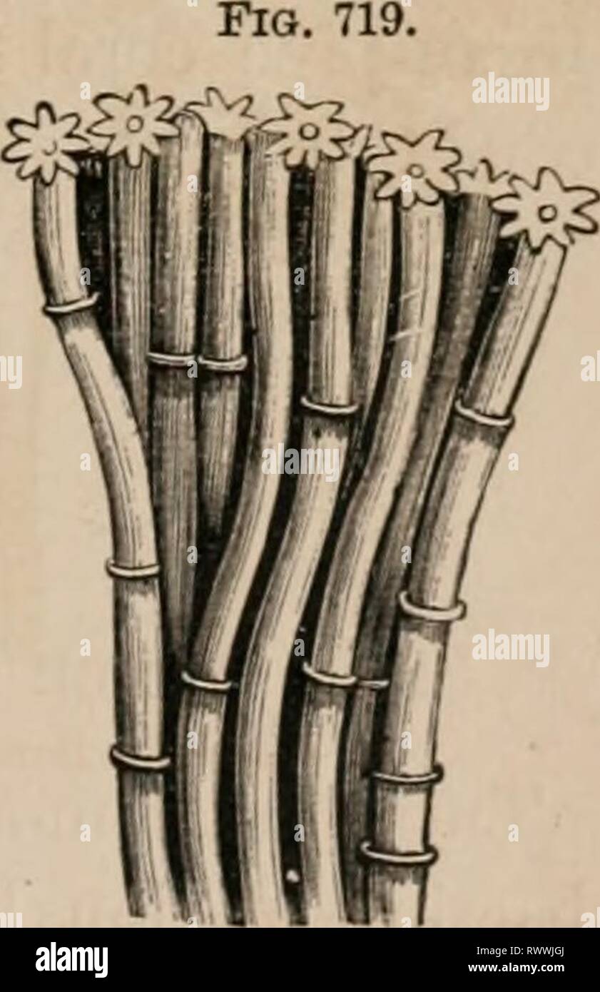 Elements of zoölogy a Elements of zoölogy : a textbook ...