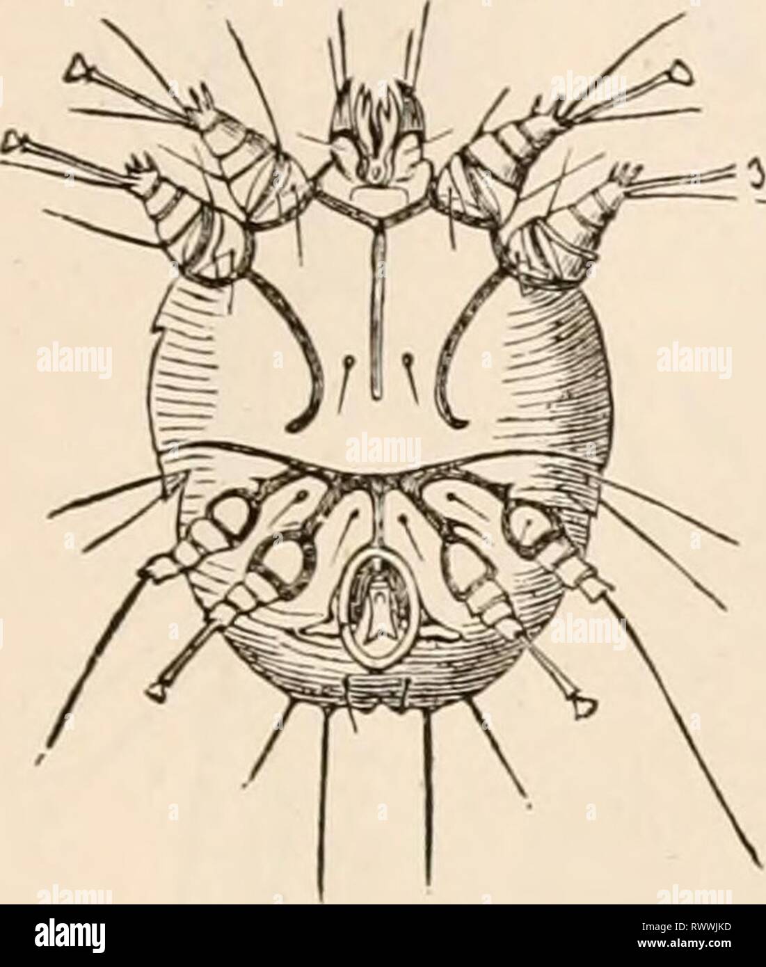 Club shaped forms hi-res stock photography and images - Alamy