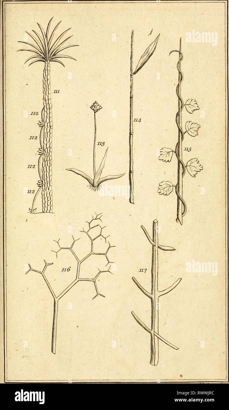 The elements of botany Stock Photo - Alamy