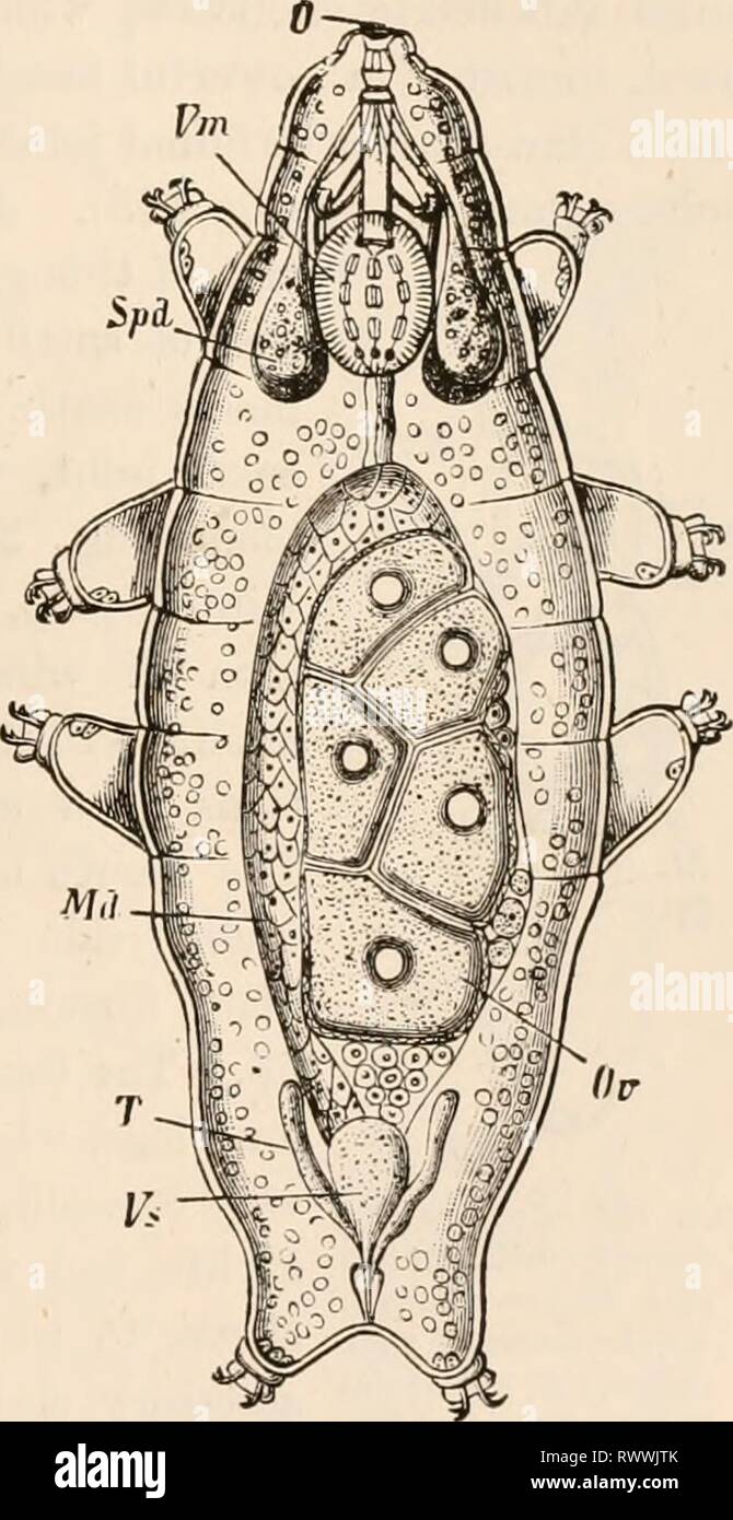 Short stumpy legs hi-res stock photography and images - Alamy