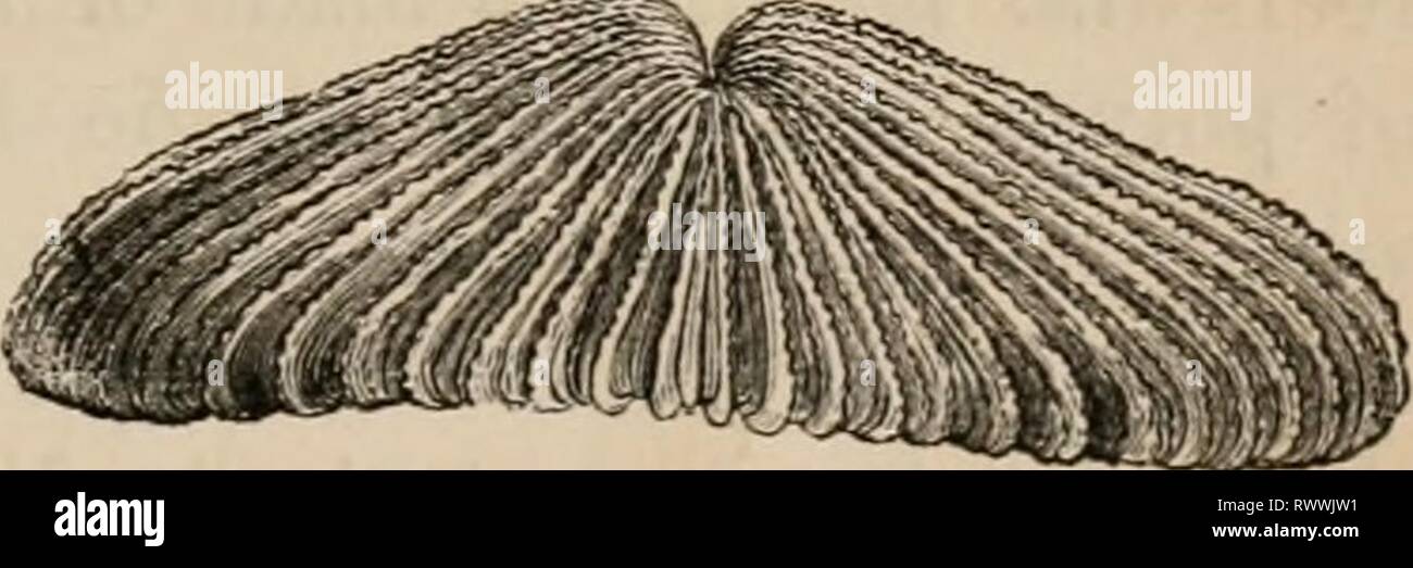 Dome shaped shells hi-res stock photography and images - Alamy