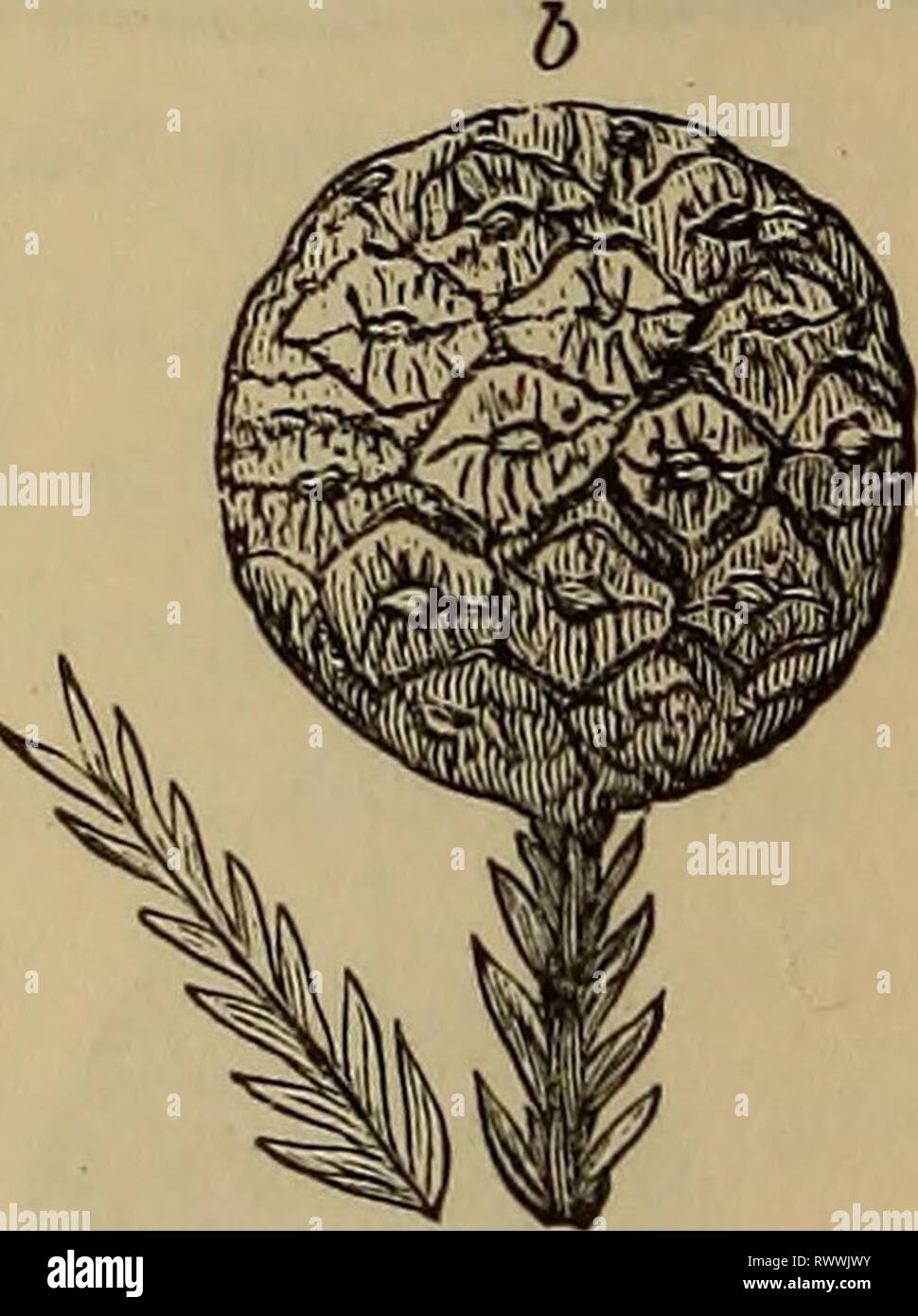 Elements of geology a Stock Photo - Alamy