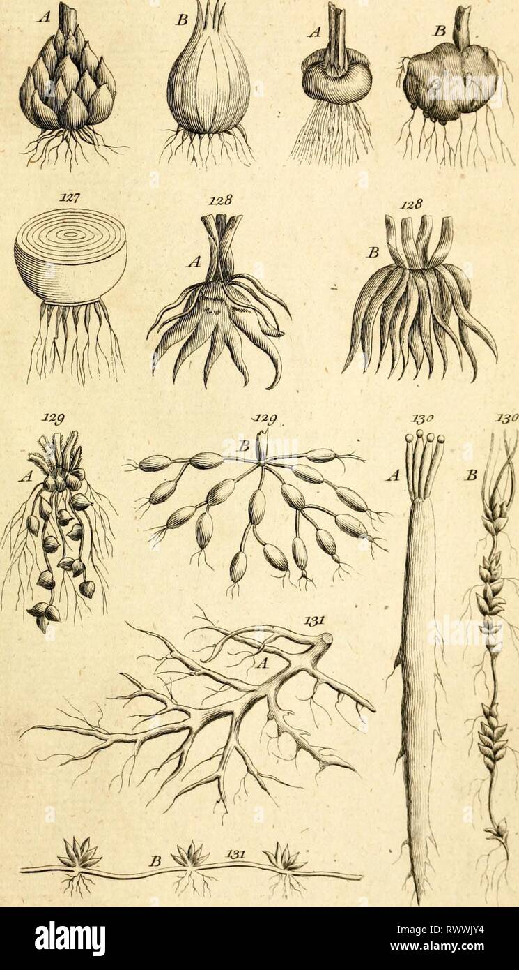 The elements of botany Stock Photo - Alamy