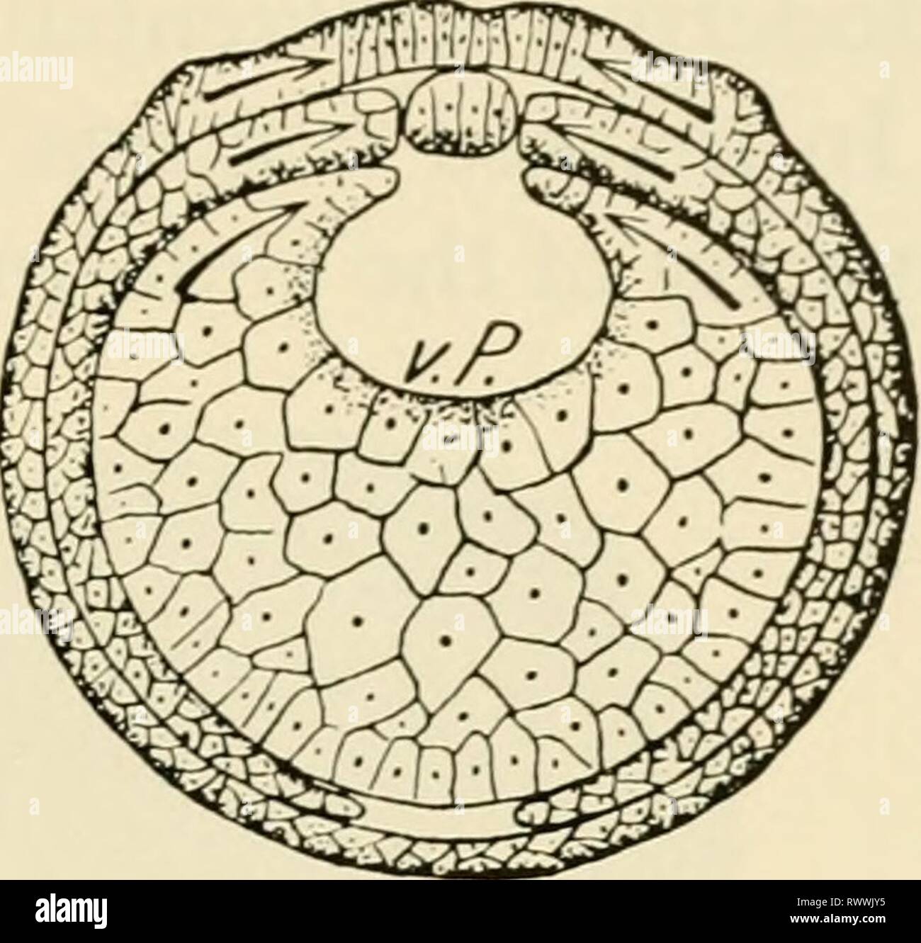 Normal appendix illustration hi-res stock photography and images - Alamy