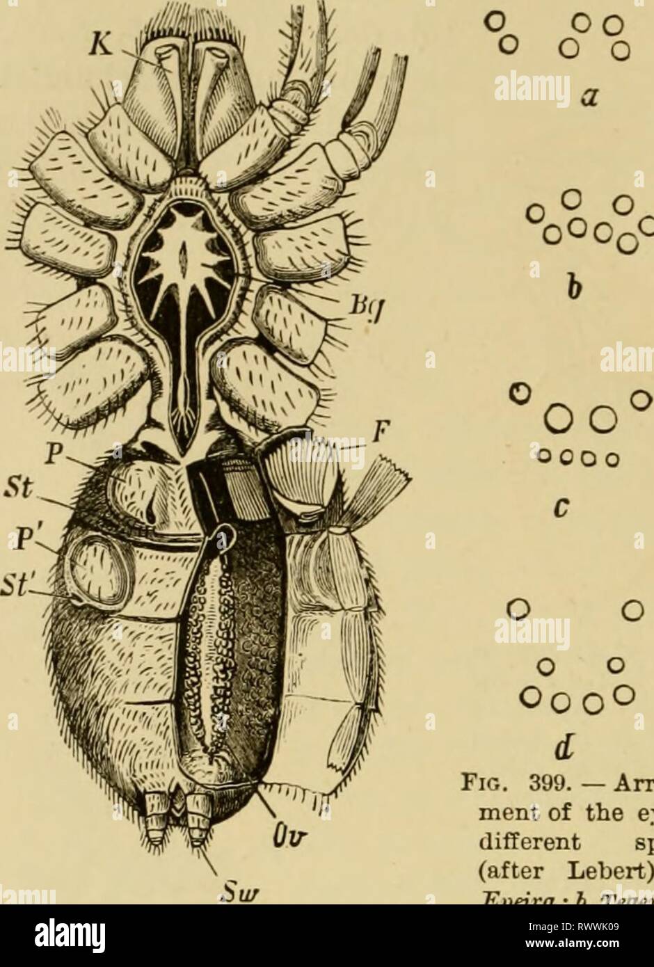 Elementary text-book of zoology, general Stock Photo - Alamy