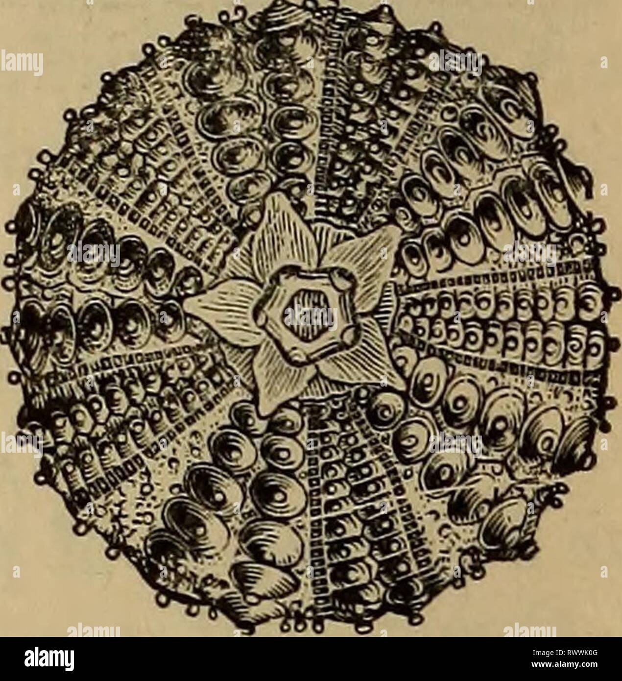 Elements of geology a Stock Photo - Alamy