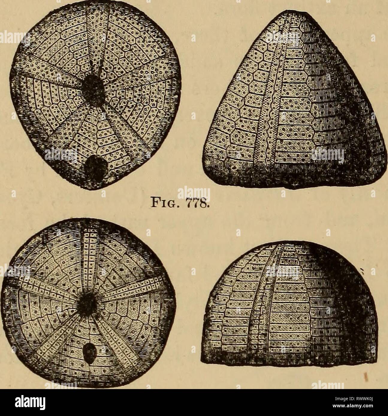 Elements of geology a Stock Photo - Alamy