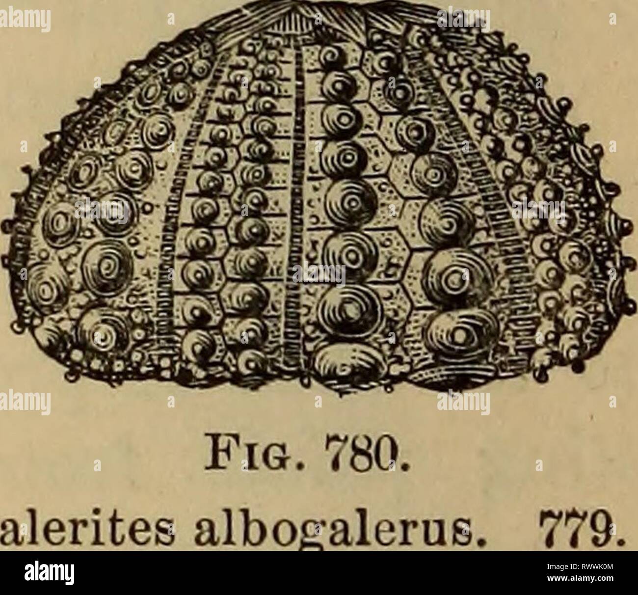 Elements of geology a Stock Photo - Alamy