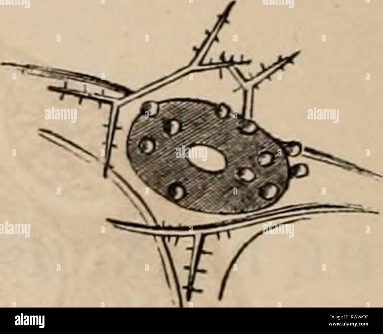 Gregarina hi-res stock photography and images - Alamy