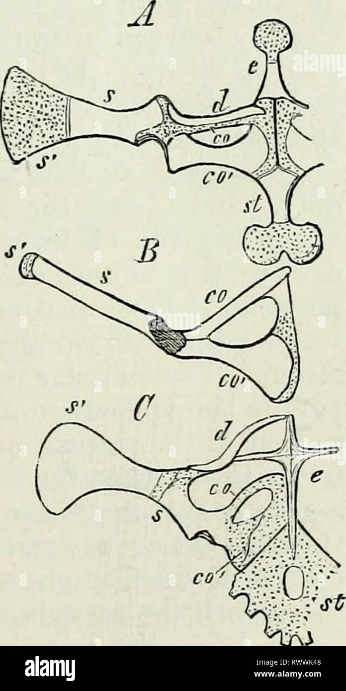 Elements of Comparative Anatomy (1878) Elements of Comparative Anatomy ...