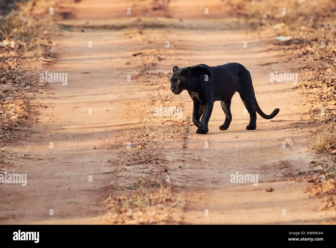 Melanistic Tiger