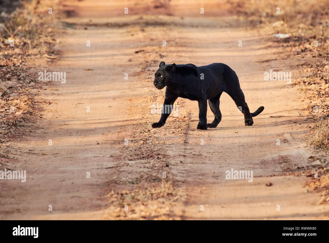 Real Melanistic Tiger