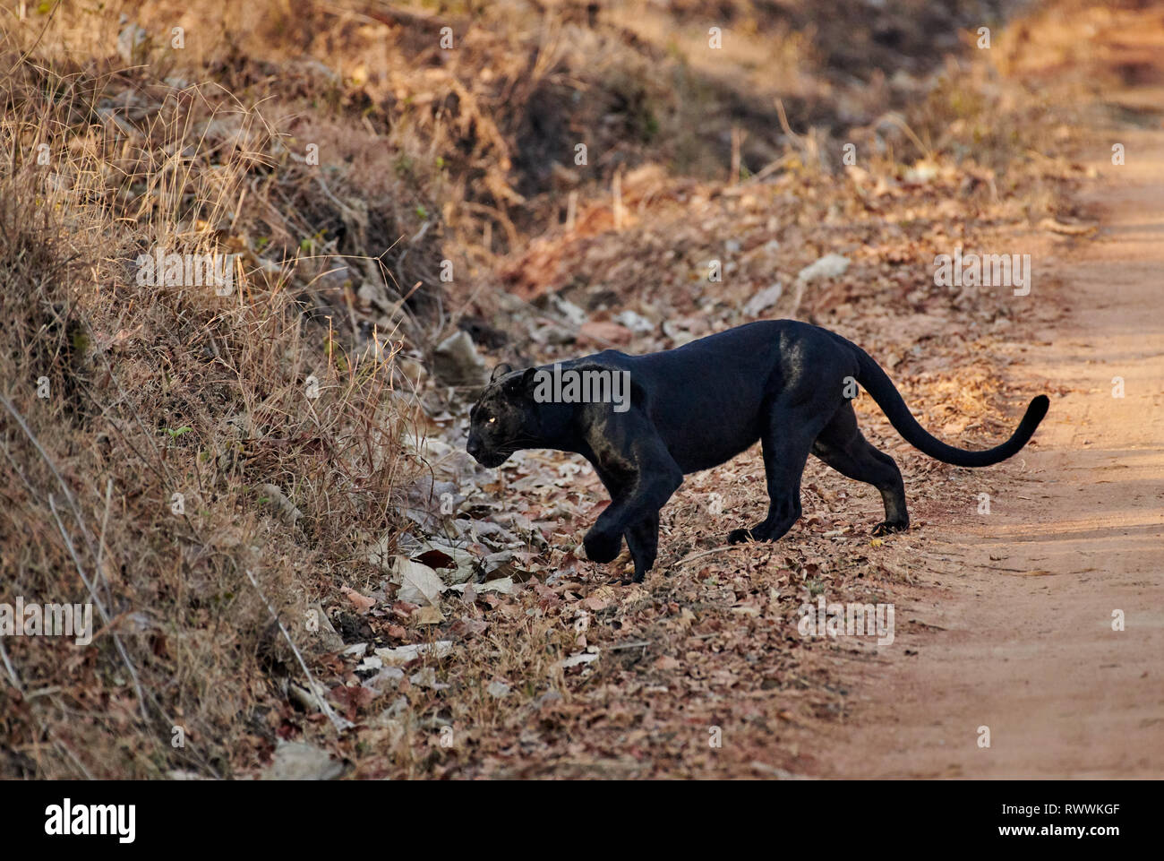 the elusive Black panther, melanistic Indian leopard, (Panthera pardus ...