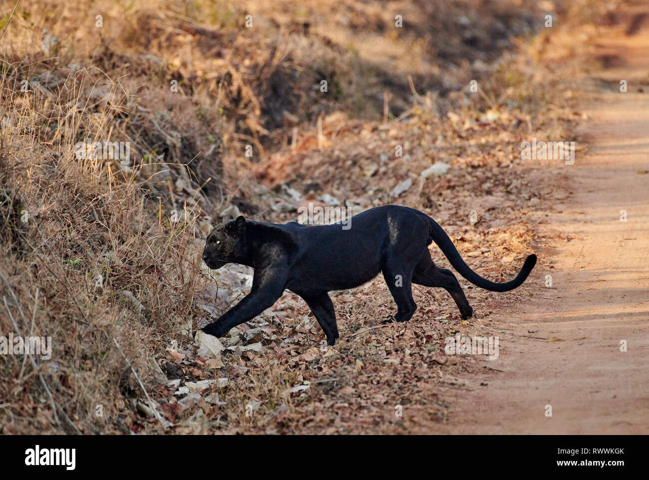 Melanistic leopard hi-res stock photography and images - Alamy