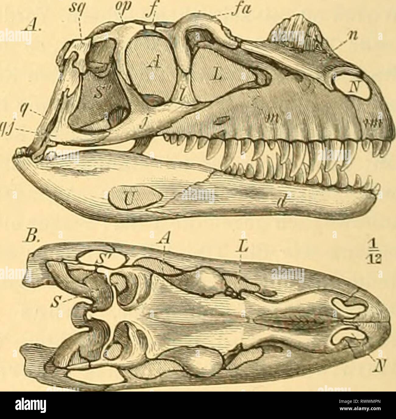 5 zehen hi-res stock photography and images - Alamy
