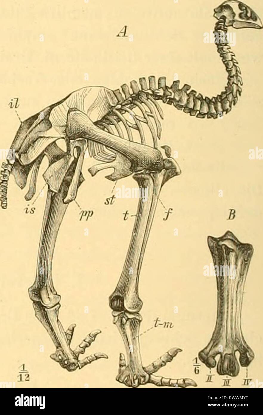 Subfossil hi-res stock photography and images - Alamy