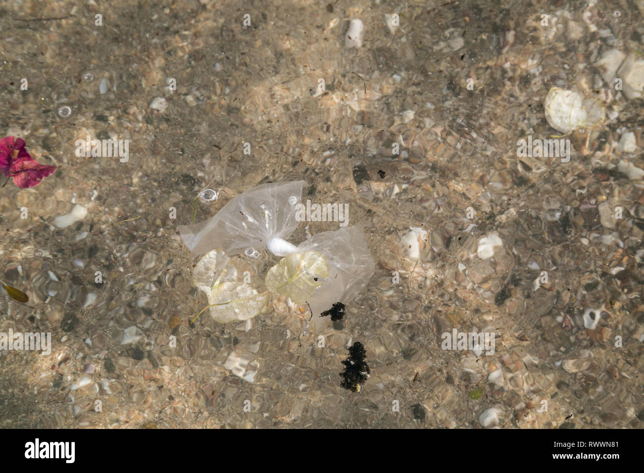 Plastic trashes swimming in the Red sea Stock Photo - Alamy