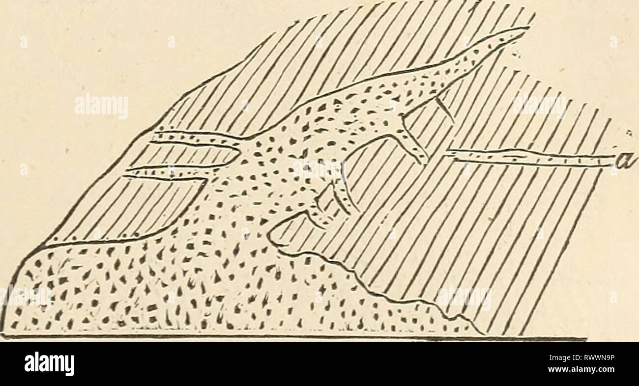 Elements of geology, or, The Elements of geology, or, The ancient ...