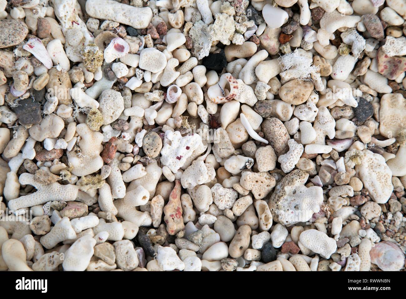 Natural background of shells by the sea Stock Photo - Alamy
