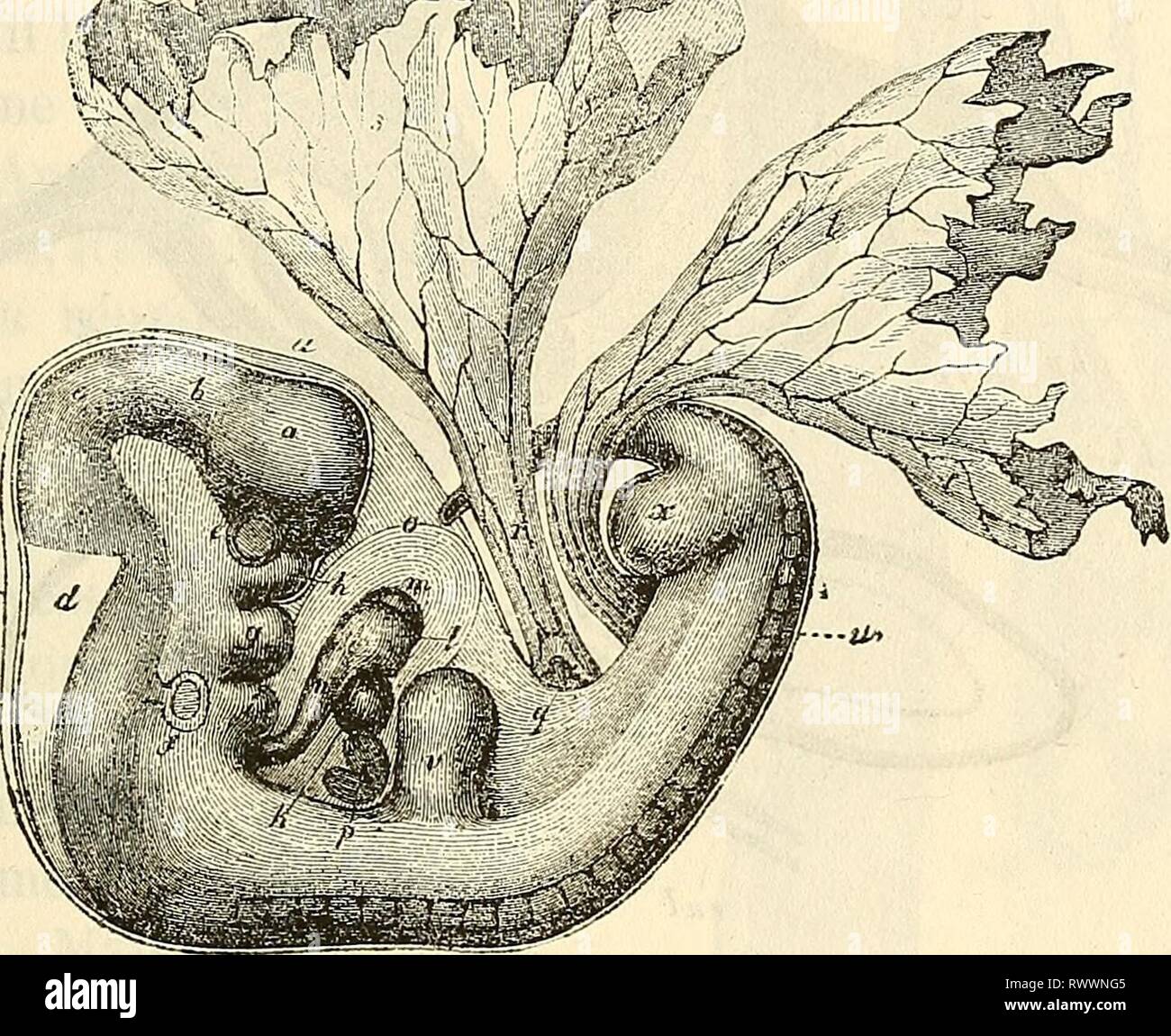 Embryologie, ou, Traité complet du Stock Photo - Alamy
