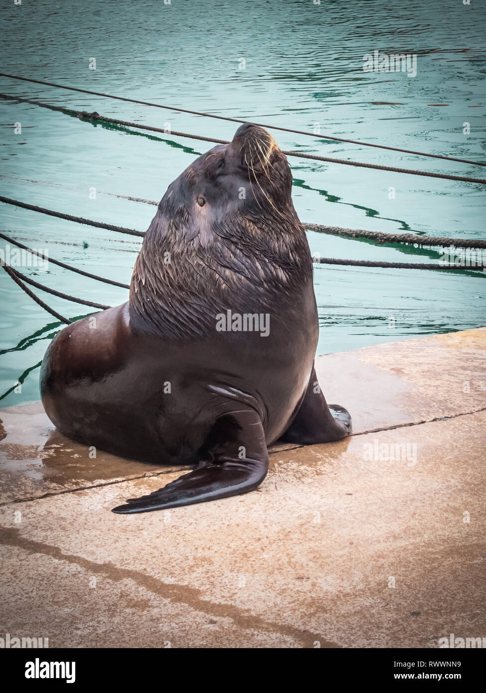 Mammal argentina hi-res stock photography and images - Alamy