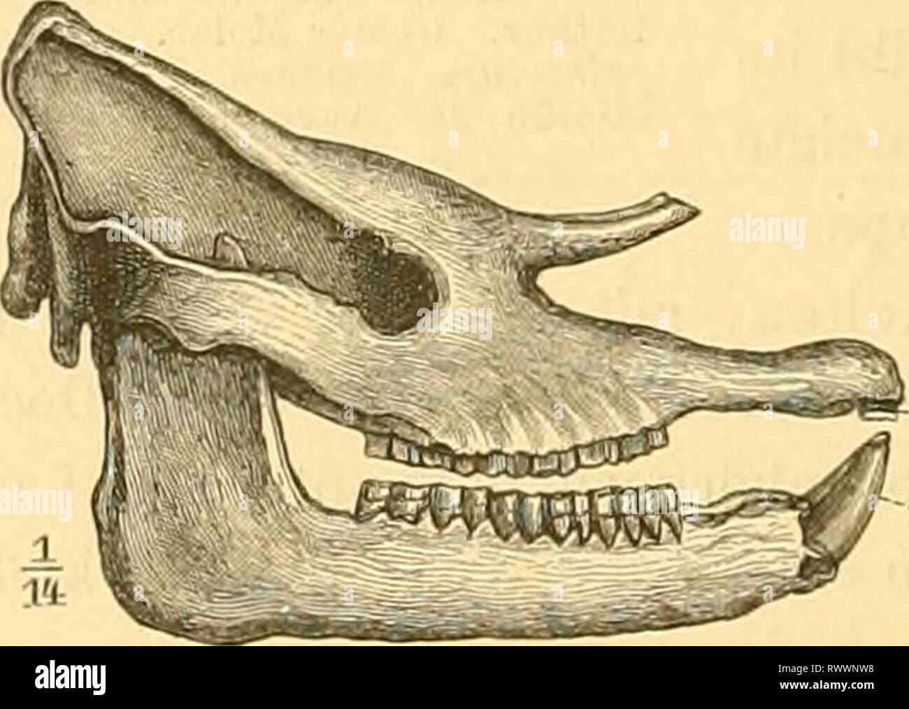 Elasmotherium hi-res stock photography and images - Alamy