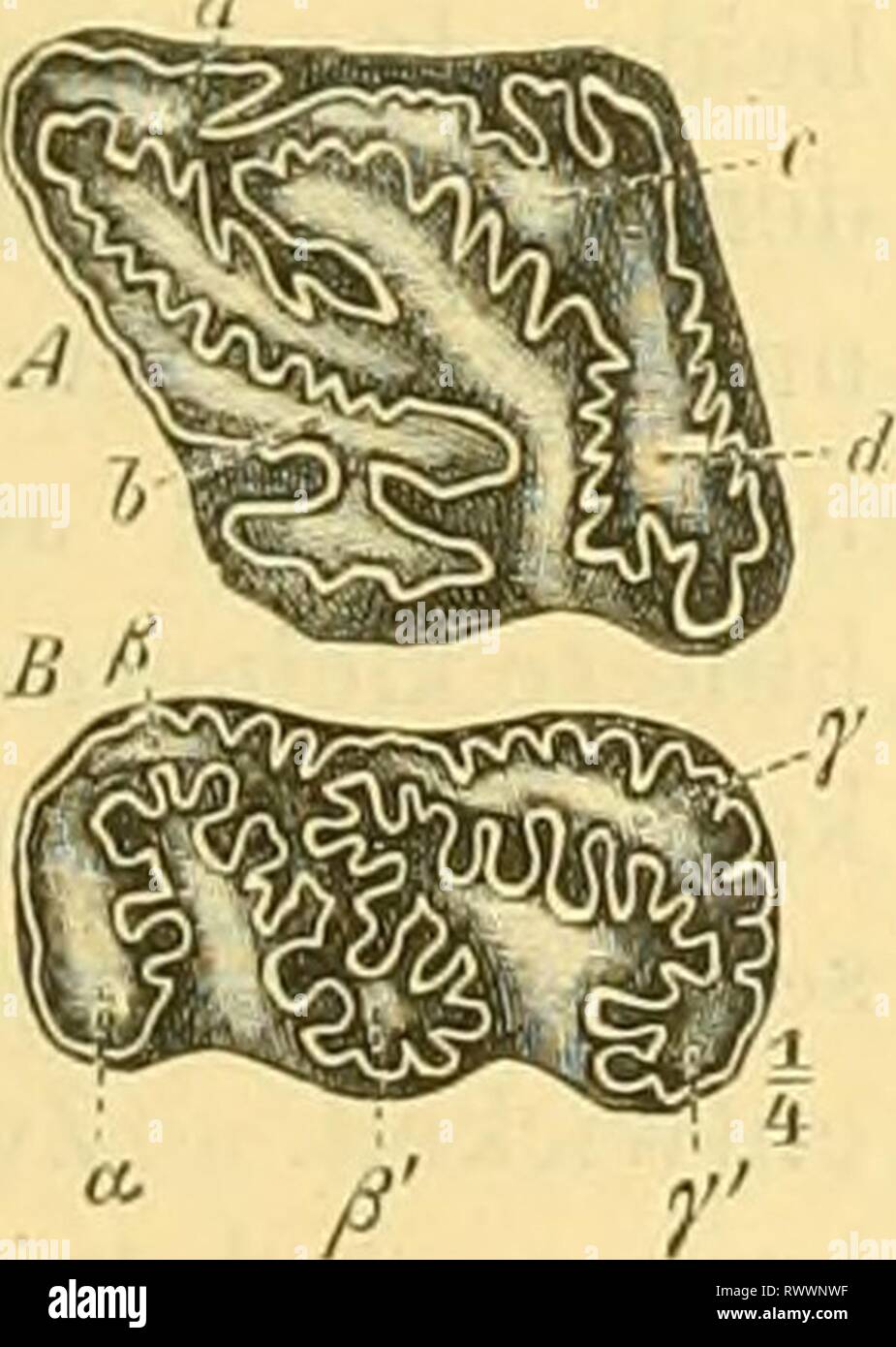 Elasmotherium hi-res stock photography and images - Alamy