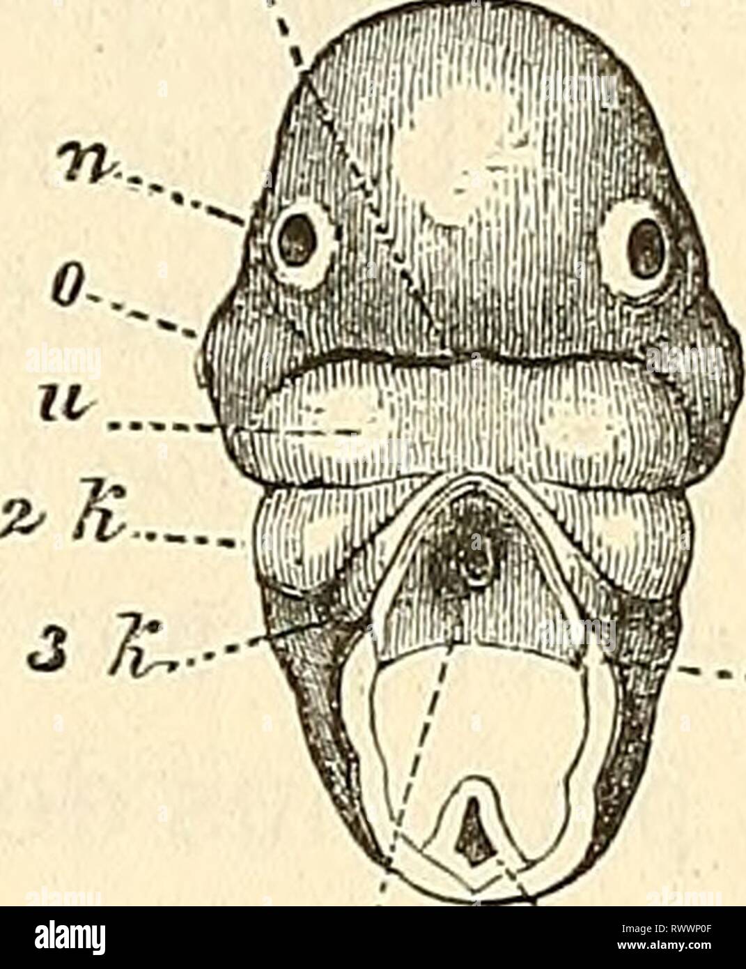 Embryologie, ou, Traité complet du Stock Photo - Alamy