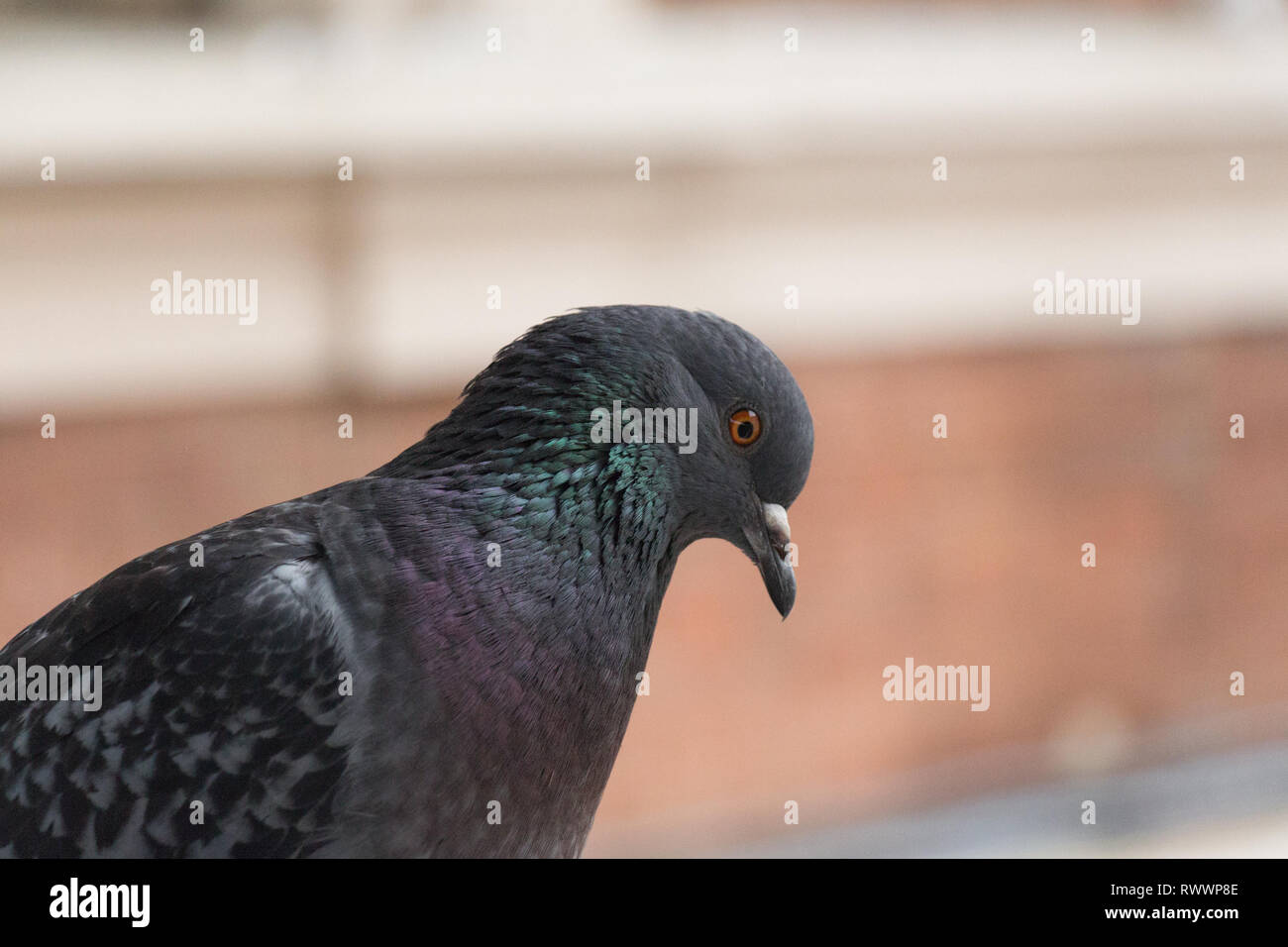 Free pegion hi-res stock photography and images - Alamy