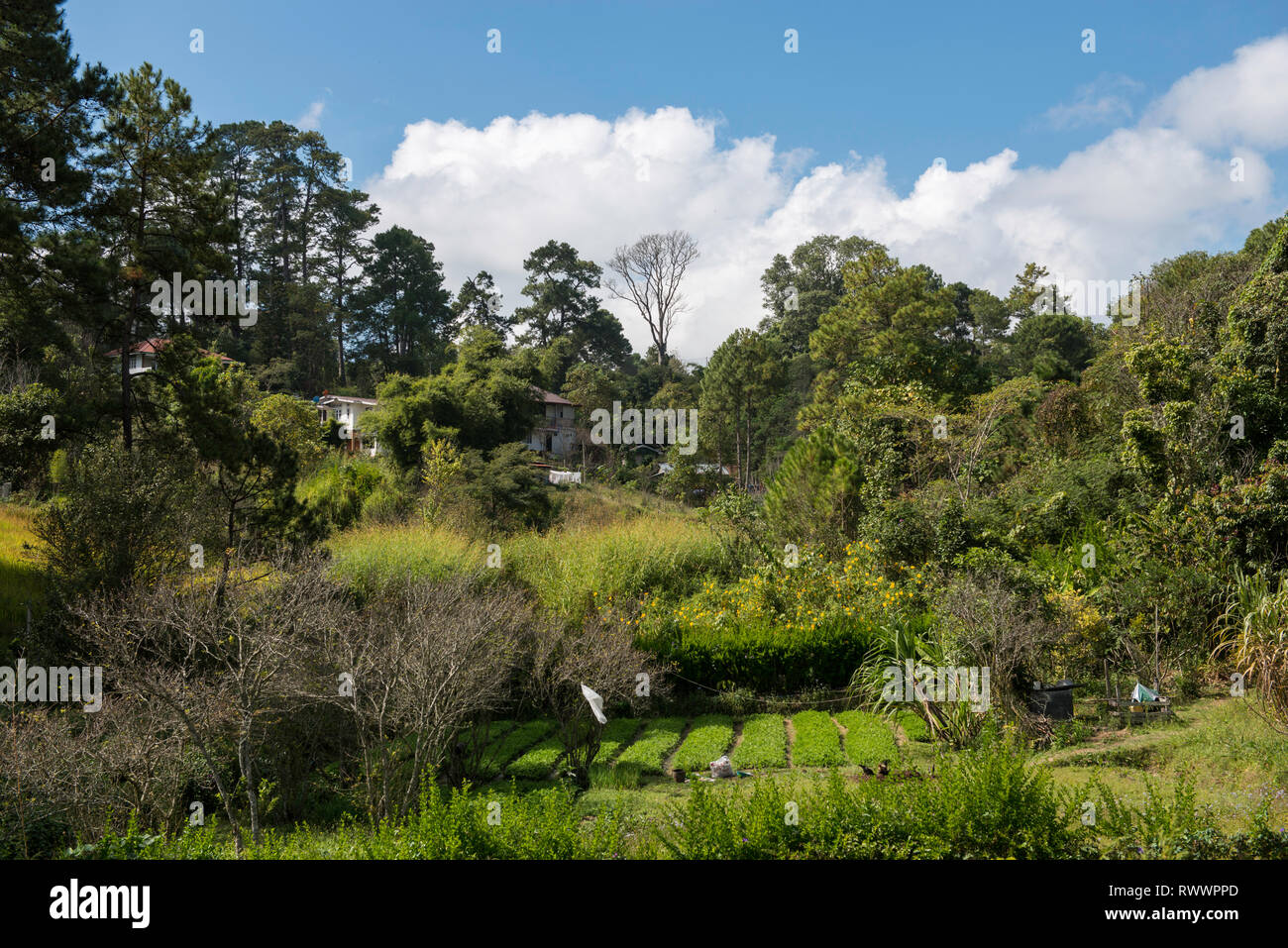Burmese jungle trees hi-res stock photography and images - Alamy