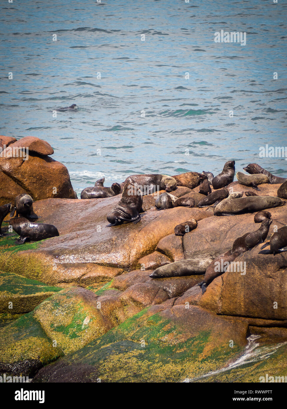 Sea wolves on the rocks in Cabo Polonio, coast of Uruguay rocks and sun ...