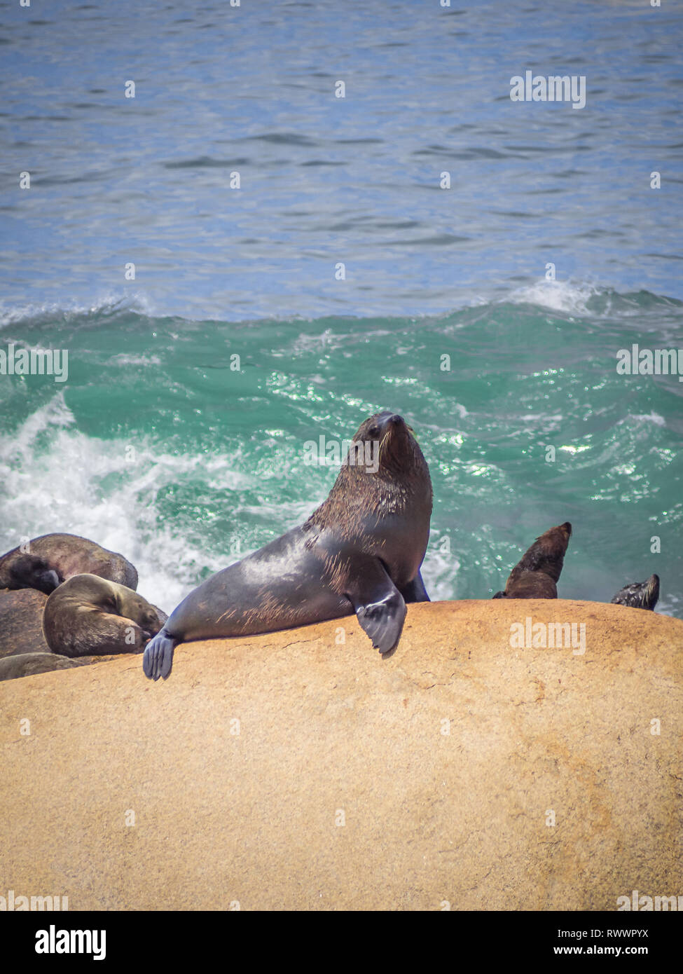 Sea wolves island hi-res stock photography and images - Alamy