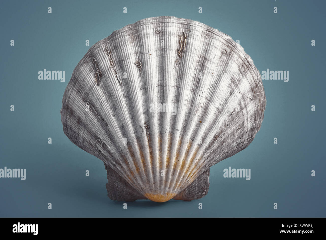 Seashell painting hi-res stock photography and images - Alamy
