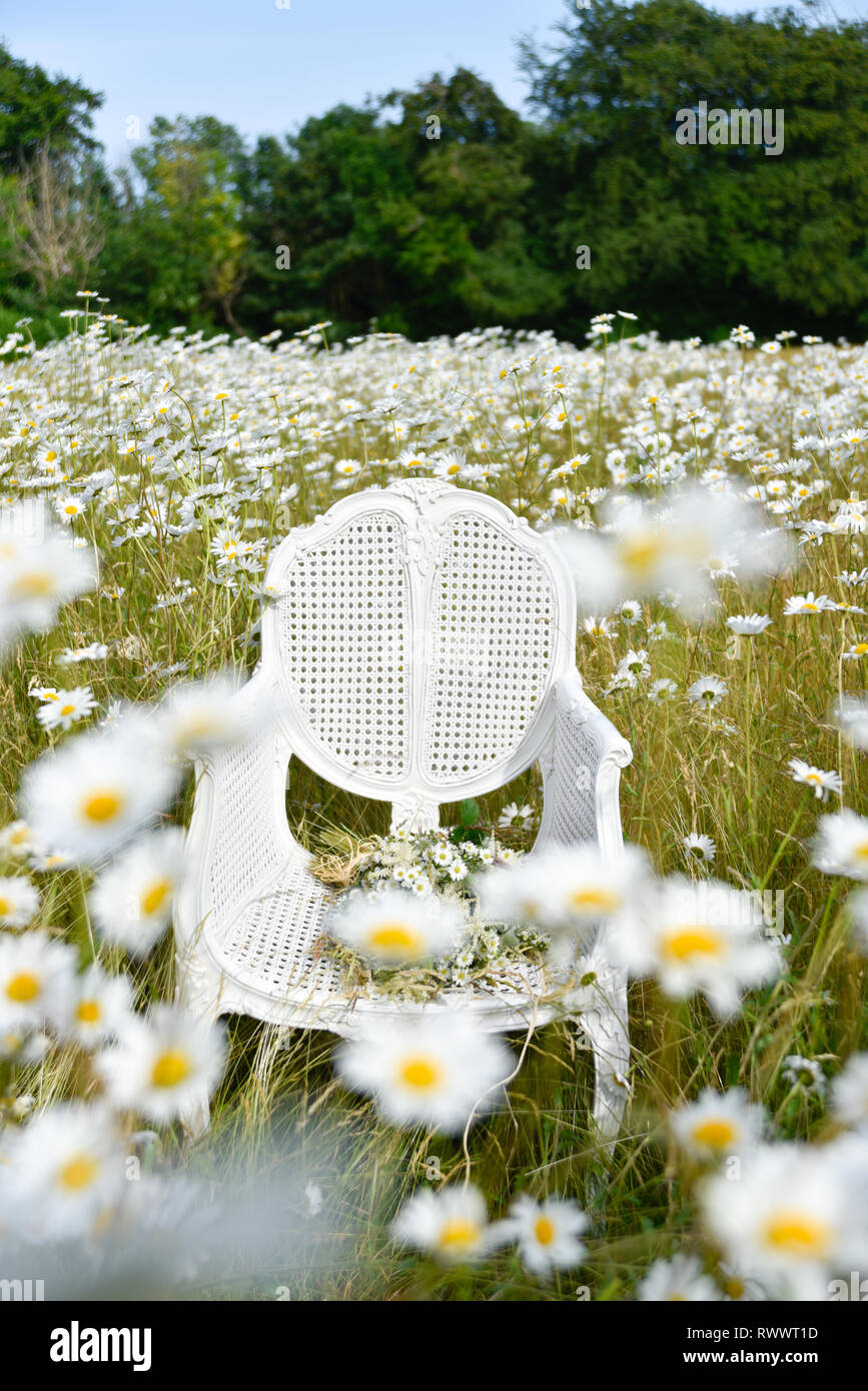 An antique French cane chair sits by itself in a field of Daisies and ...