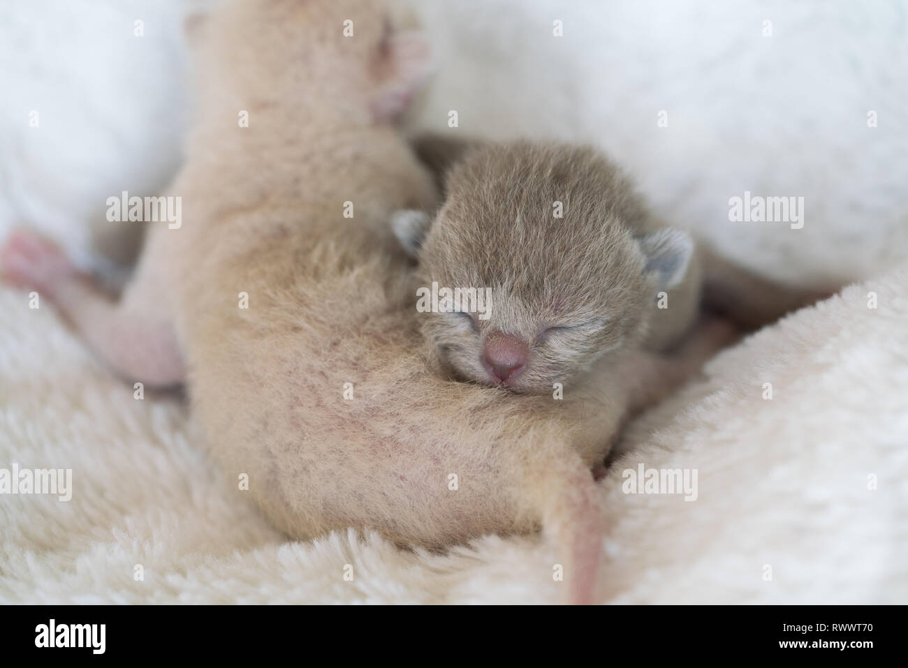 two newborn five day old kittens Burmese breed on the fur litter Stock ...