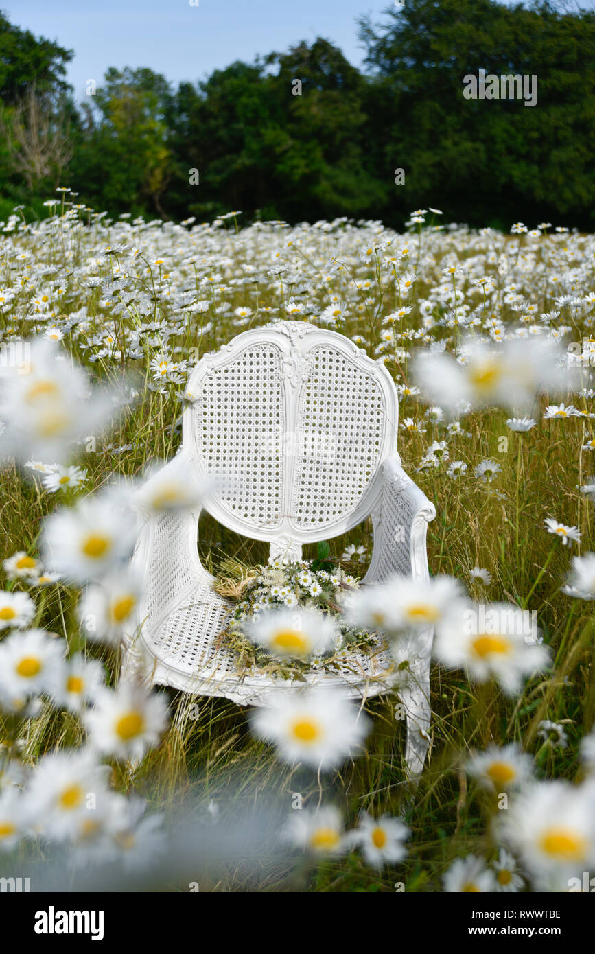 An antique French cane chair sits by itself in a field of Daisies and ...