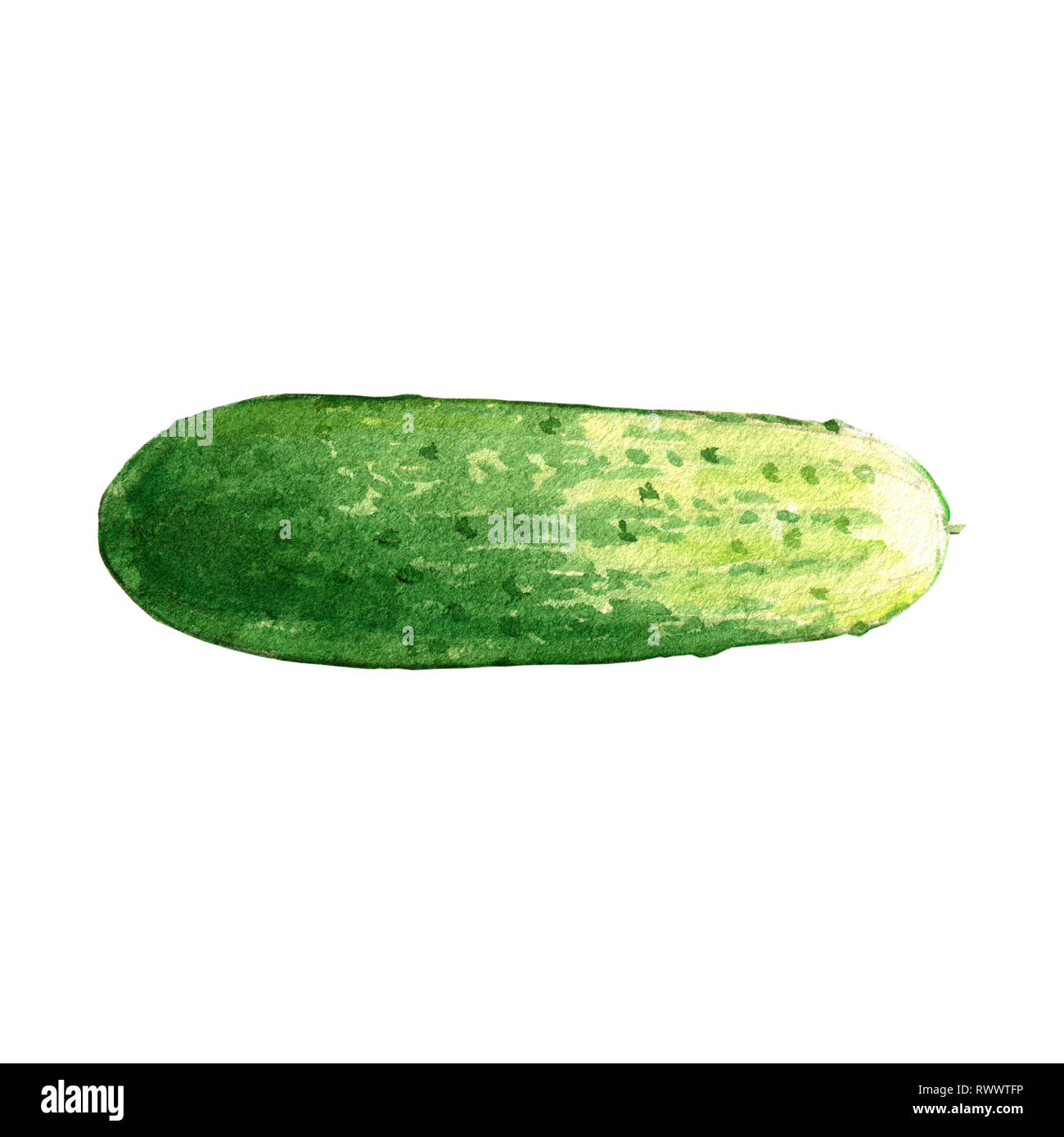 cucumber watercolor illustration on white background Stock Photo - Alamy