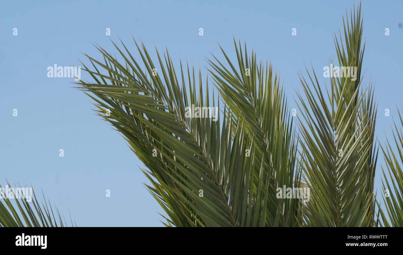 Gran Canaria Palm tree Stock Photo - Alamy