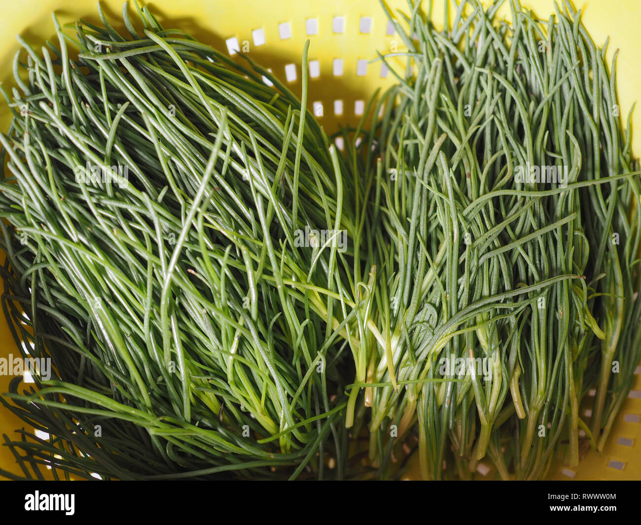agretti (Salsola soda) aka as opposite-leaved saltwort, Russian thistle ...