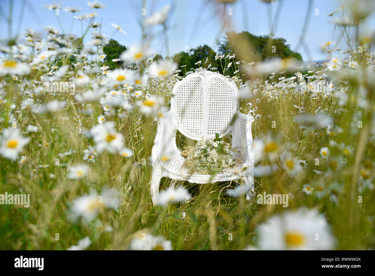 An antique French cane chair sits by itself in a field of Daisies and ...