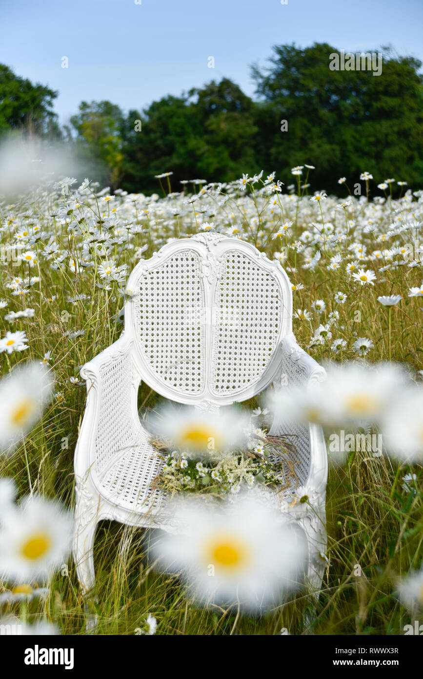 An antique French cane chair sits by itself in a field of Daisies and ...