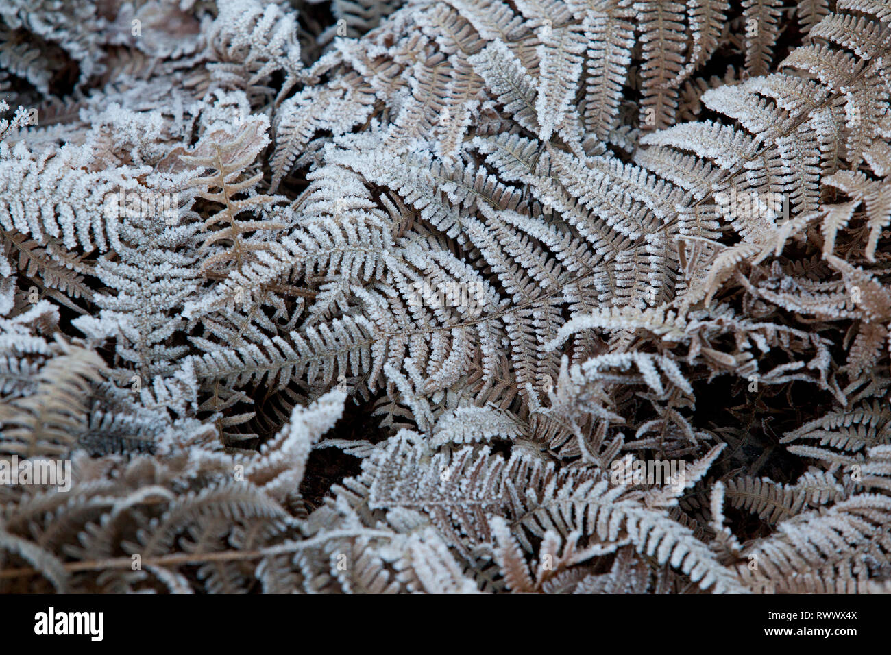 Dead Bracken on heathland covered in frost early on a winters morning ...