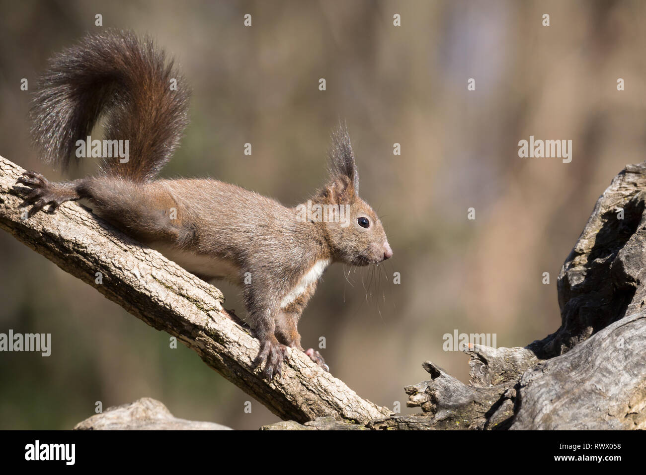 Beautiful portrait of European squirrel in the woods (Sciurus vulgaris ...