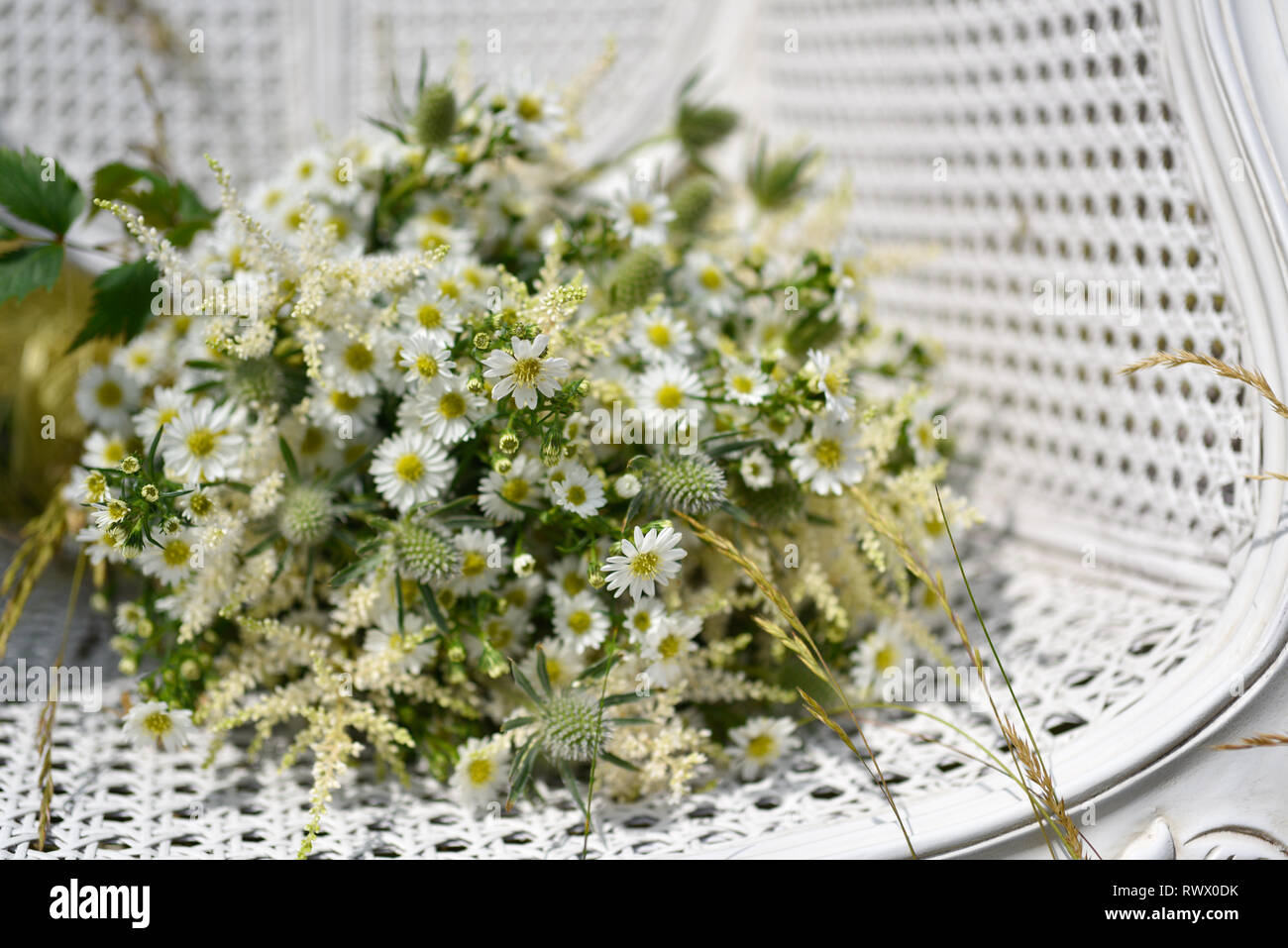 An antique French cane chair sits by itself in a field of Daisies and ...
