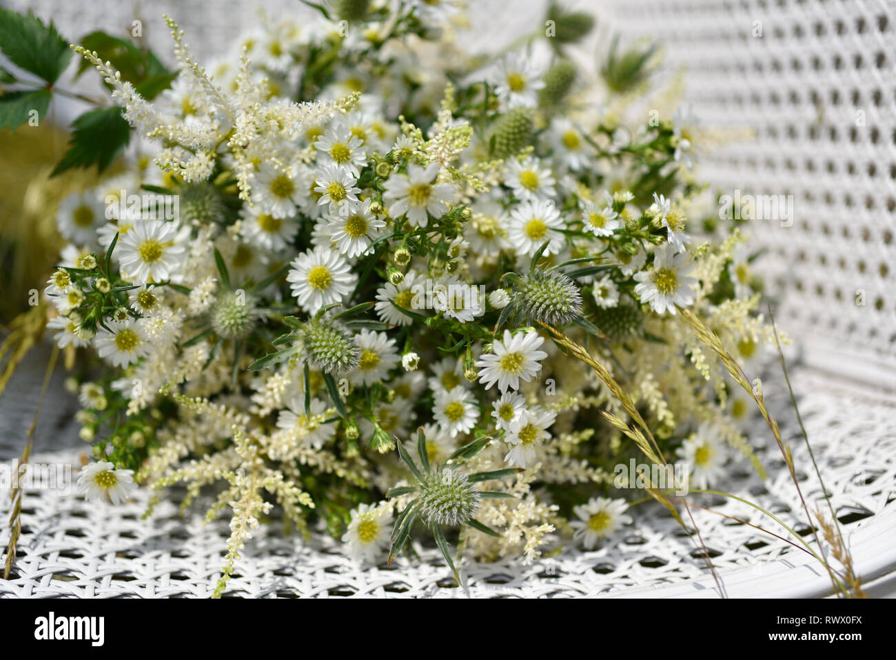 An antique French cane chair sits by itself in a field of Daisies and ...