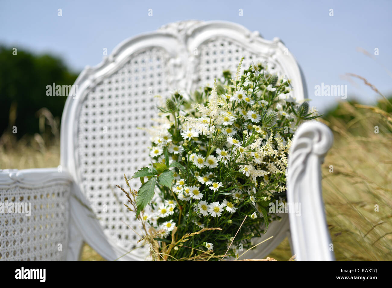 An antique French cane chair sits by itself in a field of Daisies and ...